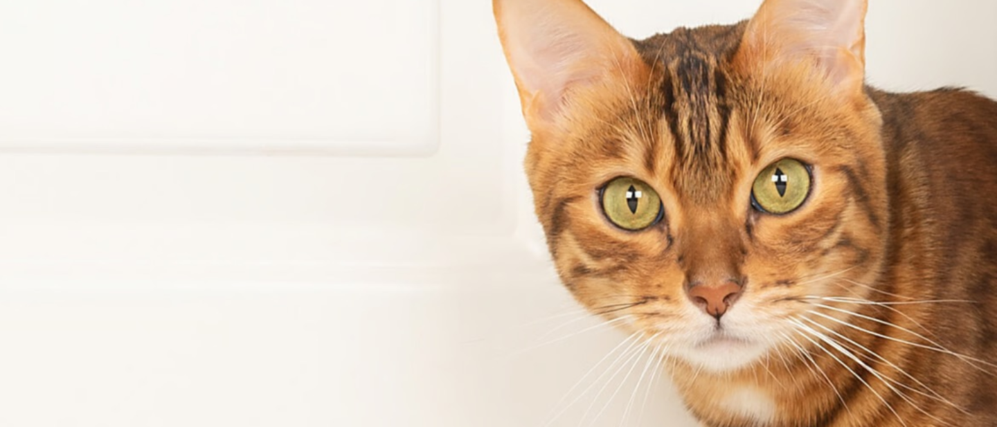 Why do cats never finish their food?
